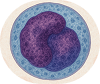 Contador hematologico online